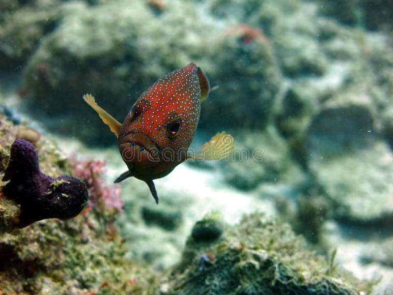 Red Spotted Grouper stock image. Image of mouth, closeup - 41935173