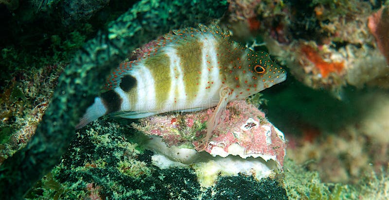 Red Spotted Hawkfish stock photo. Image of swim, school - 26678770