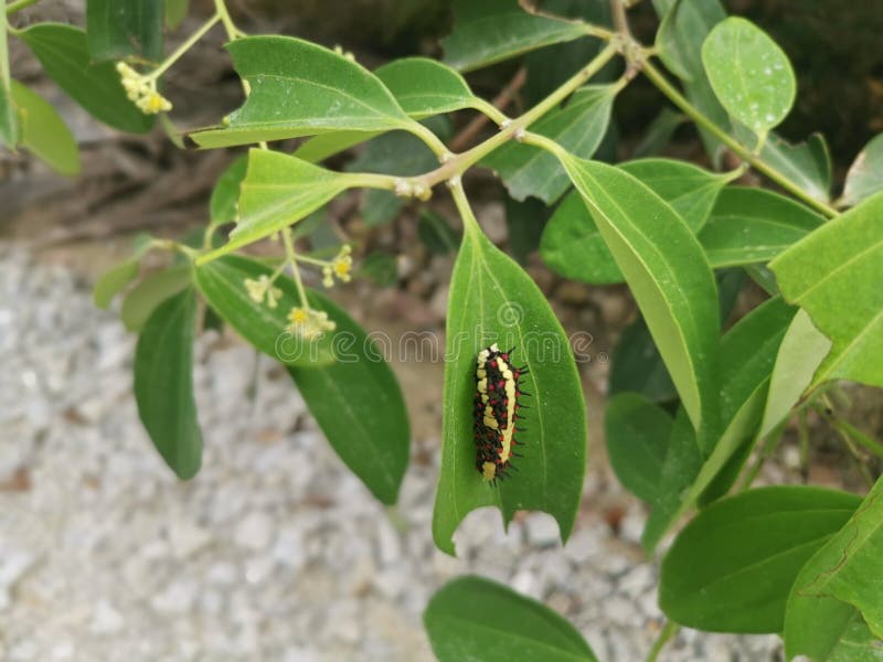 Red-spotted Swallowtail Caterpillar Crawling on the Leaves. Stock Image ...
