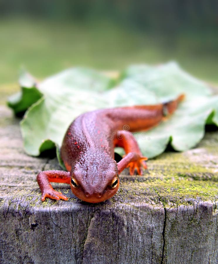 Red Spotted Newt stock photo. Image of poisonous, spot, newt - 8336