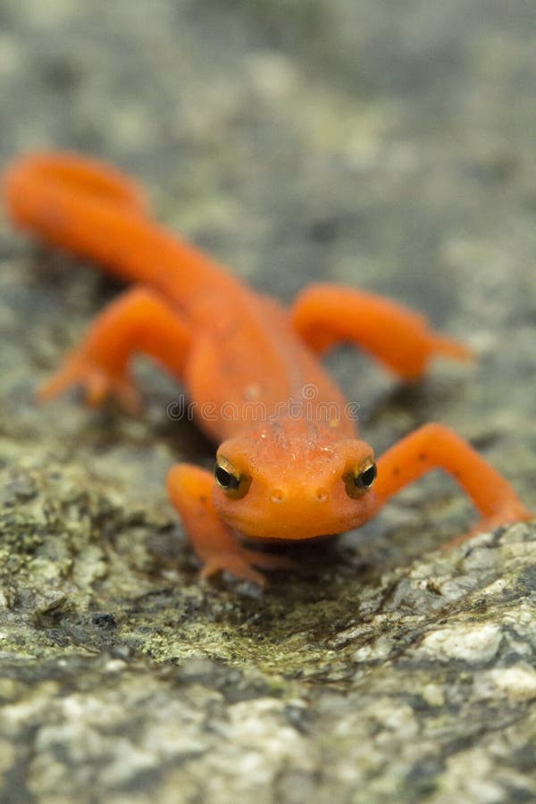 Red Spotted Newt stock image. Image of environmental - 72310673