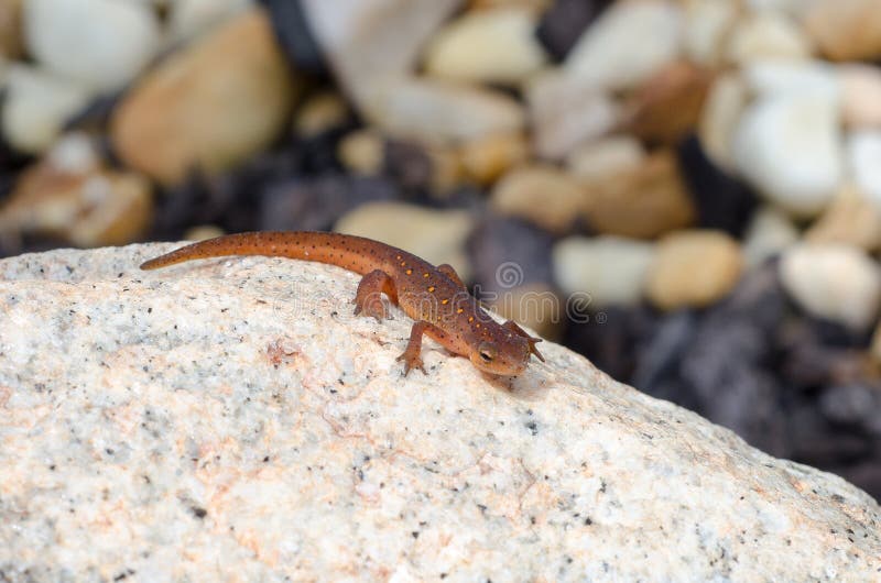 Red-Spotted Newt stock photo. Image of outdoors, eastern - 9853378