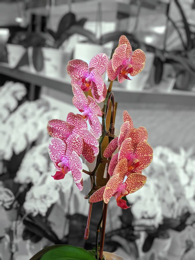 Red spotted orchid stock image. Image of branch, blossom - 261911357