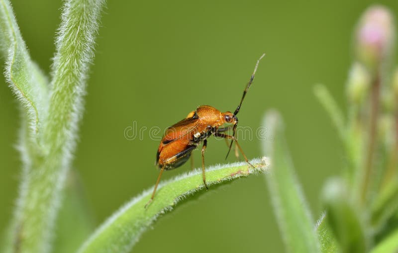 Red-spotted Plant Bug stock image. Image of wildlife - 230251697