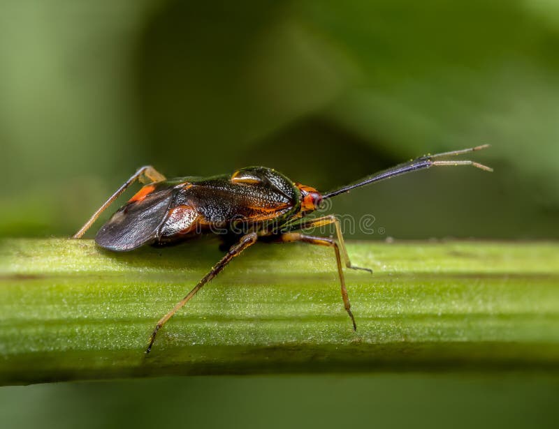 Red Spotted Plant Bug on Plant Stem Stock Photo - Image of beautiful ...