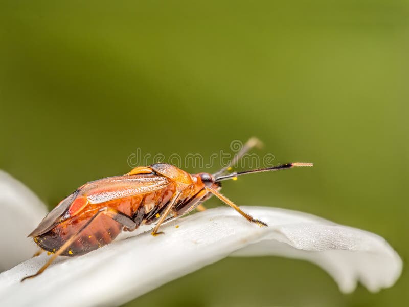 Red-spotted Plant Bug on White Flower Petals Stock Photo - Image of ...