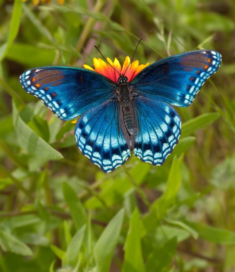 Red Spotted Purple Admiral Butterfly Stock Photo - Image of spotted ...