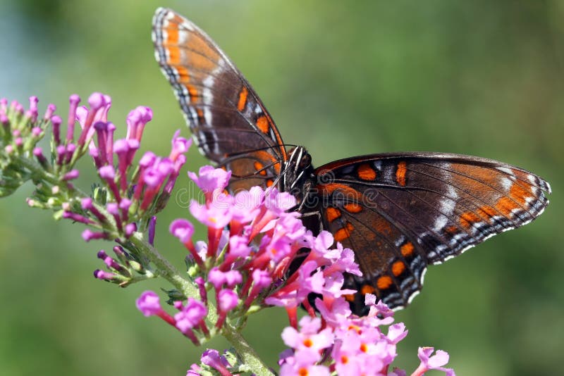 Red Spotted Purple Butterfly Stock Image - Image of astyanax ...