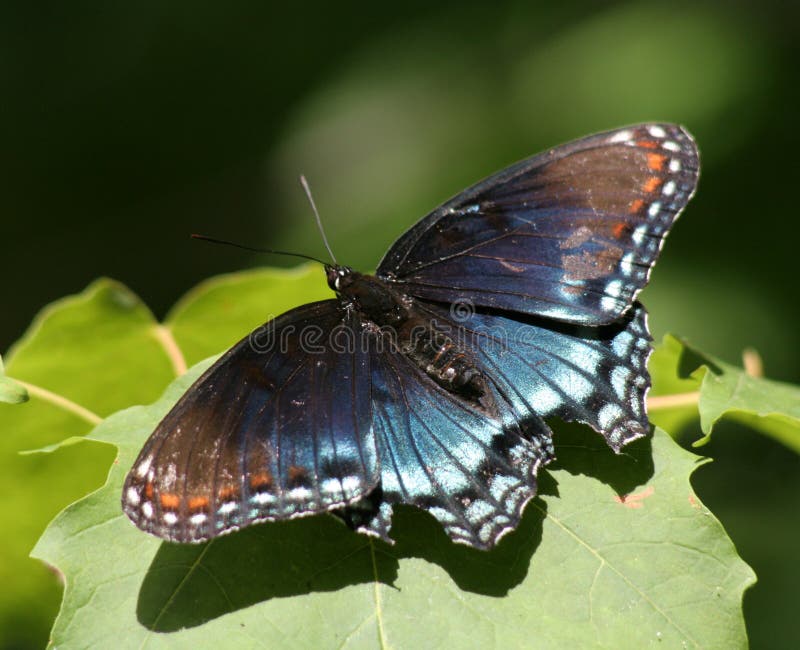 Red Spotted Purple Admiral Butterfly Stock Photo - Image of spotted ...