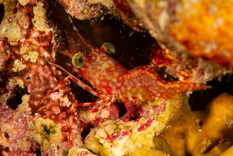 Red Spotted Reticulated Hinge-beak Shrimp Stock Image - Image of reef ...