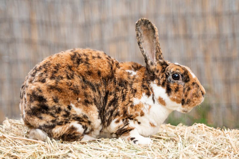 Red Spotted Rex Rabbit Sits on Dry Grass on a Sunny Day before Easter ...