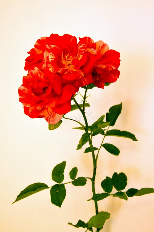 Dastin50 - Photographer profile