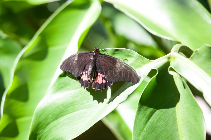 Red Spotted Swallowtail, Papilio Anchisiades Stock Image - Image of ...