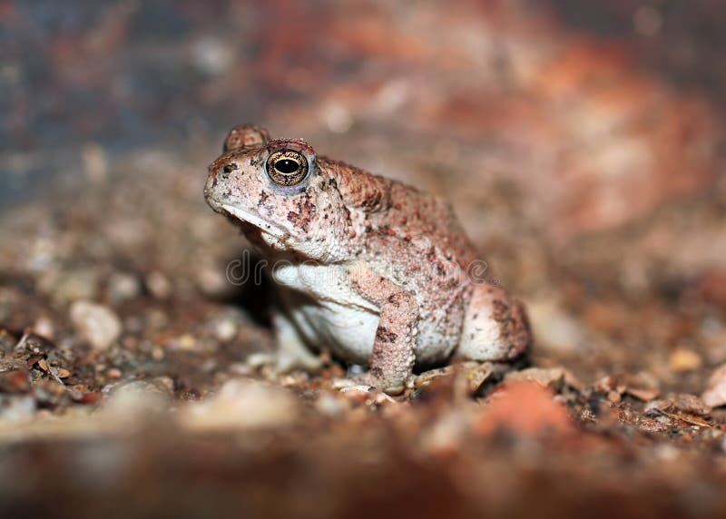 Sonoran Desert Toad stock image. Image of sonoran, close - 6220753