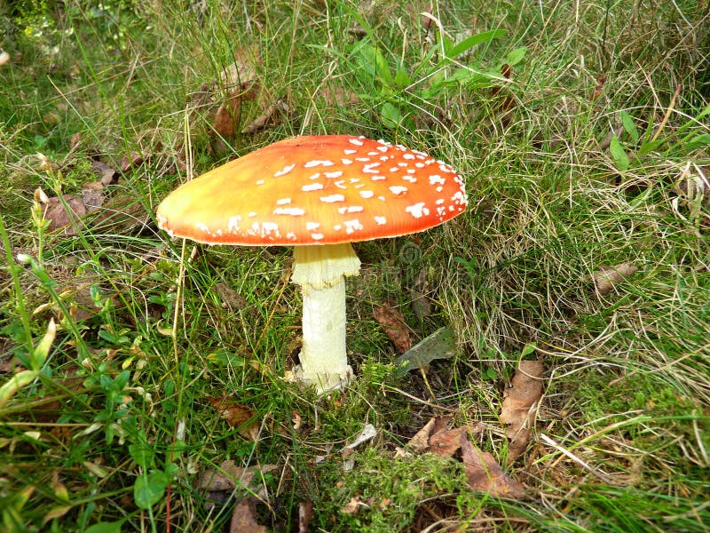 Red spotted toadstool stock image. Image of white, grass - 11429711