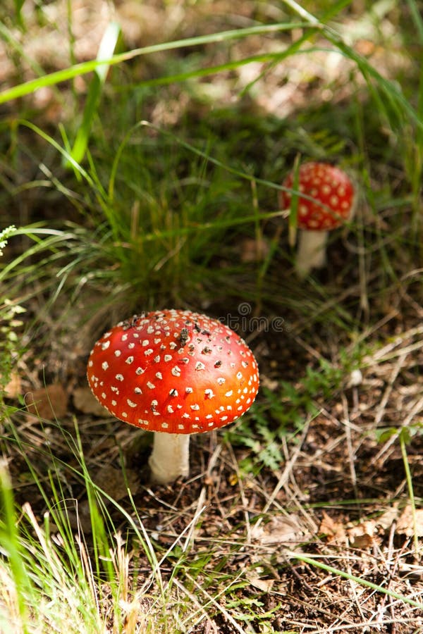 Red spotted toadstool stock image. Image of white, grass - 11429711