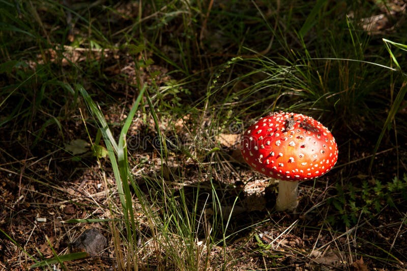 Red spotted toadstool stock photo. Image of amanita, fairy - 58981004