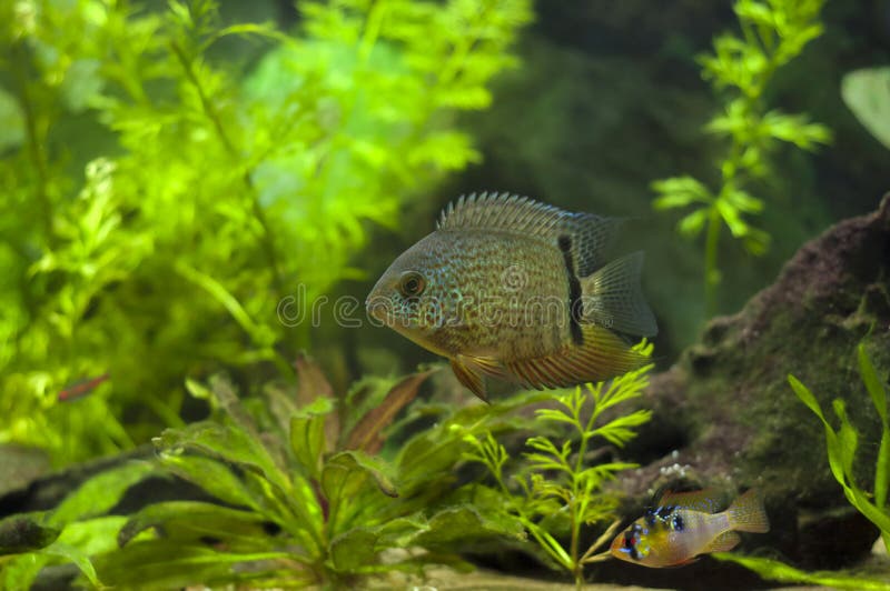 Red Spotted Turquoise Severum Stock Photo - Image of cichlid, lake ...