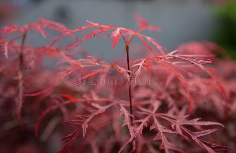 Red sprigs stock photo. Image of nature, bush, bright - 197780994
