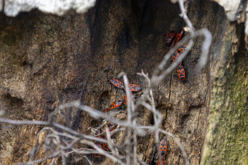 Red Spring Beetles on an Old Tree Stock Photo - Image of insect, group ...