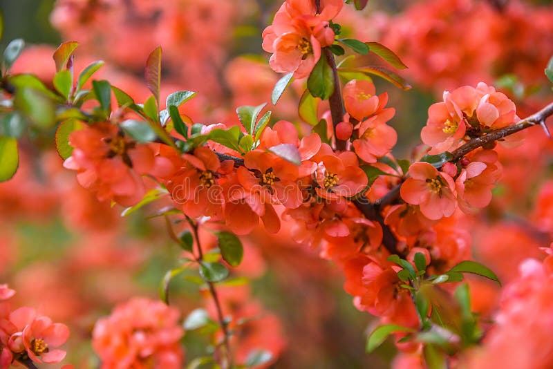 Red spring blossom stock image. Image of freshness, april - 91680771