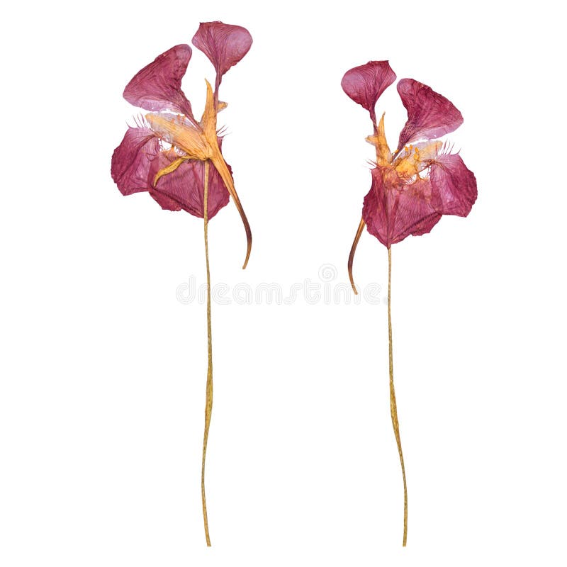 Red Spring Dried And Pressed Flowers. Herbarium Isolated On White ...