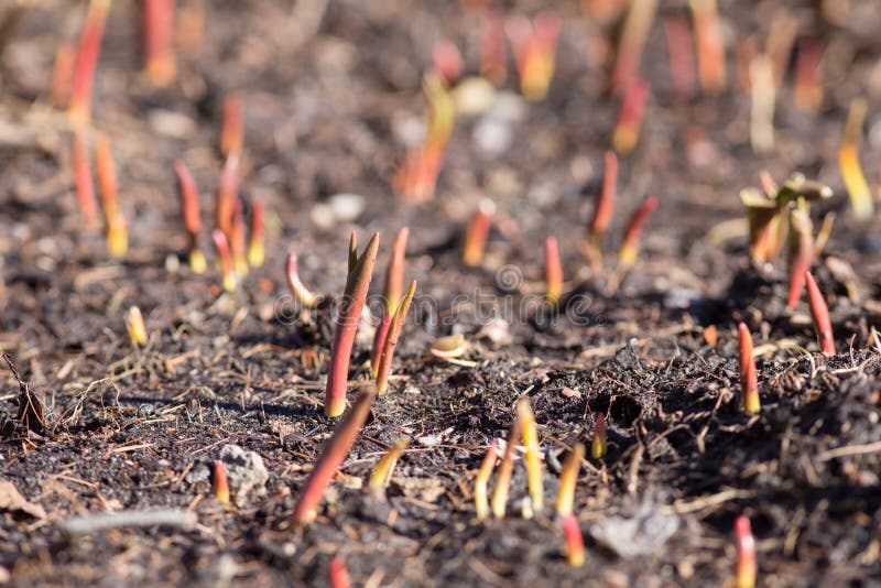 Red spring stock image. Image of spring, nature, foliage - 45986585