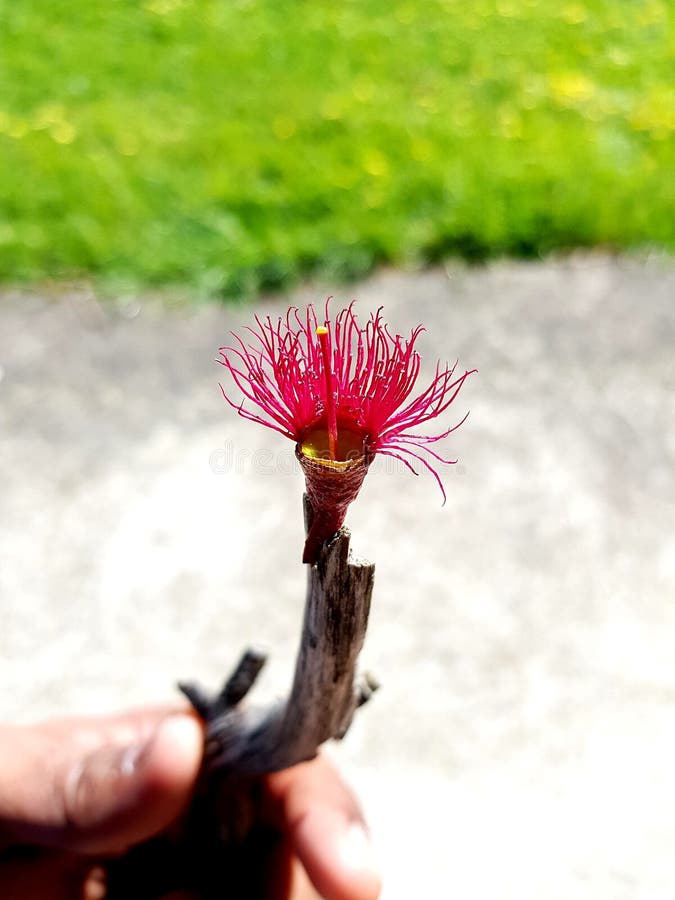Red Spring Flower Blossom in Tasmania Stock Photo - Image of leaf ...