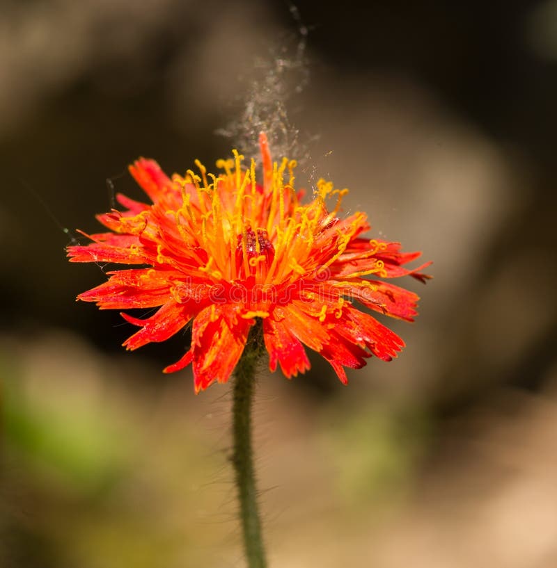 Red spring flower stock image. Image of plant, freshness - 72694111
