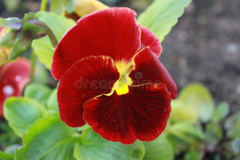 Red spring flower in hand stock photo. Image of beautiful - 147305674