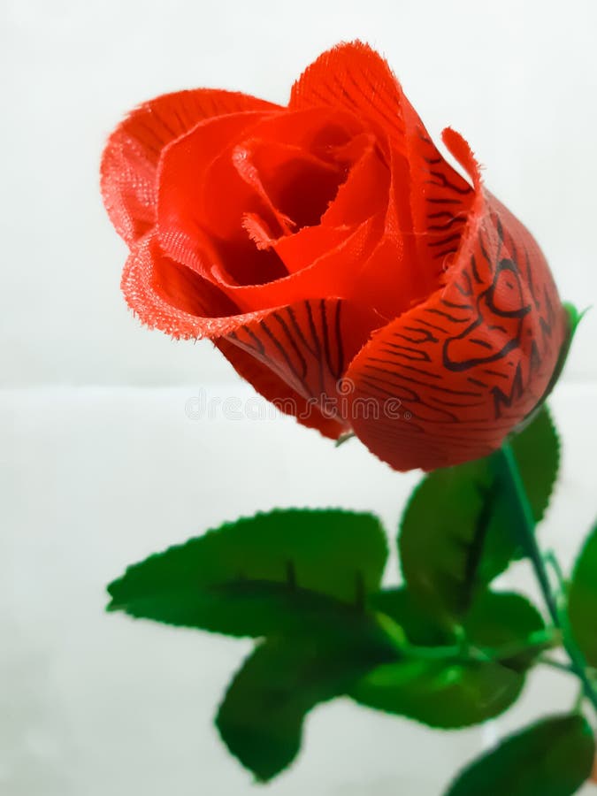 Floar Gift Stock Photos - Free & Royalty-Free Stock Photos from Dreamstime