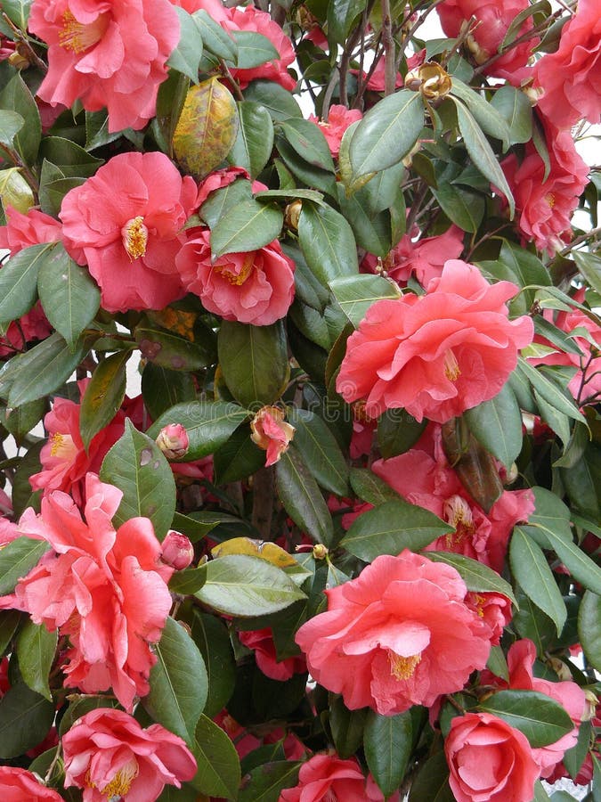 Red spring flowers stock image. Image of blue, fiori - 194418409