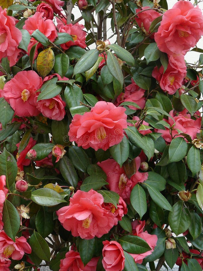 Red spring flowers stock image. Image of flor, light - 198968301