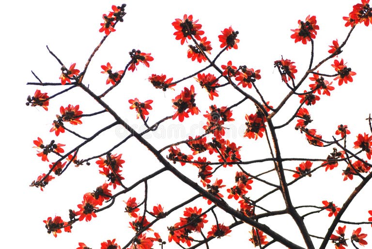 Red spring flowers stock image. Image of plant, kapok - 4673871