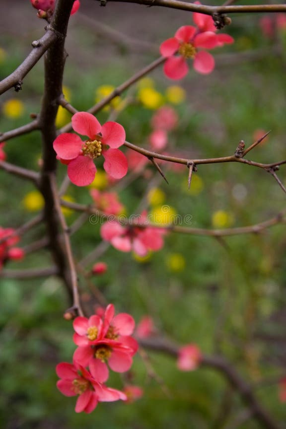 Red spring flowers stock image. Image of flora, april, natural - 690013