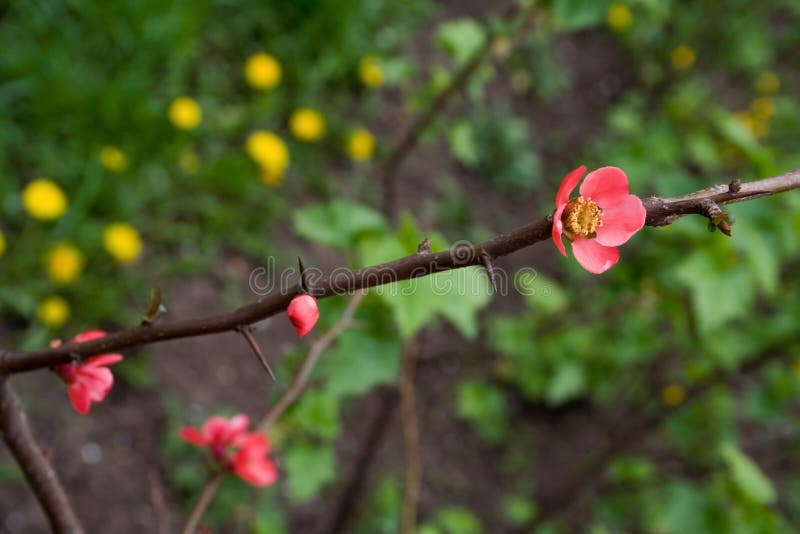 Red spring flowers stock image. Image of ikebana, green - 690073