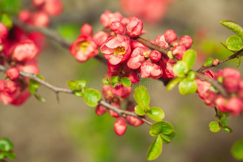 Red spring flowers stock image. Image of oriental, leaf - 39135447