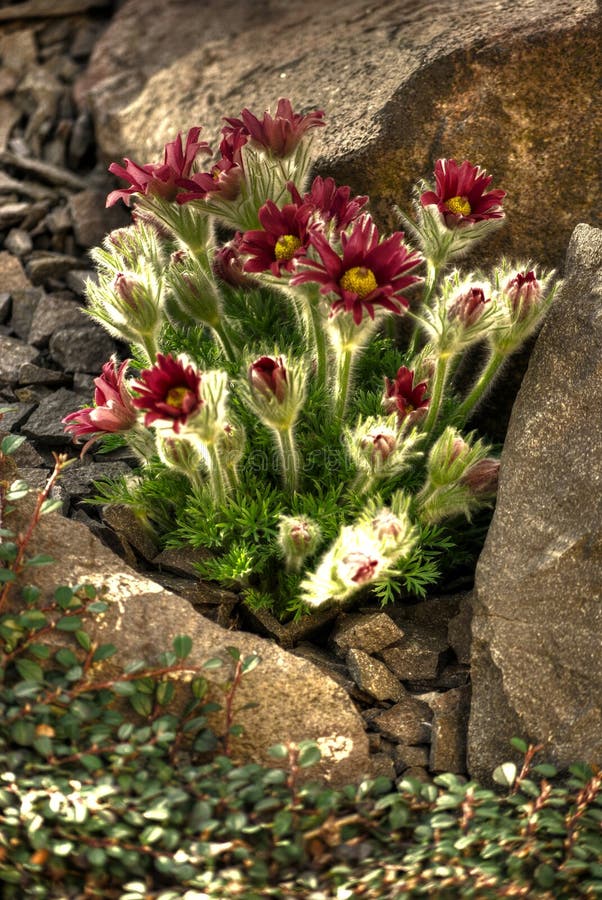 Red spring flowers stock photo. Image of blossom, present - 30422244