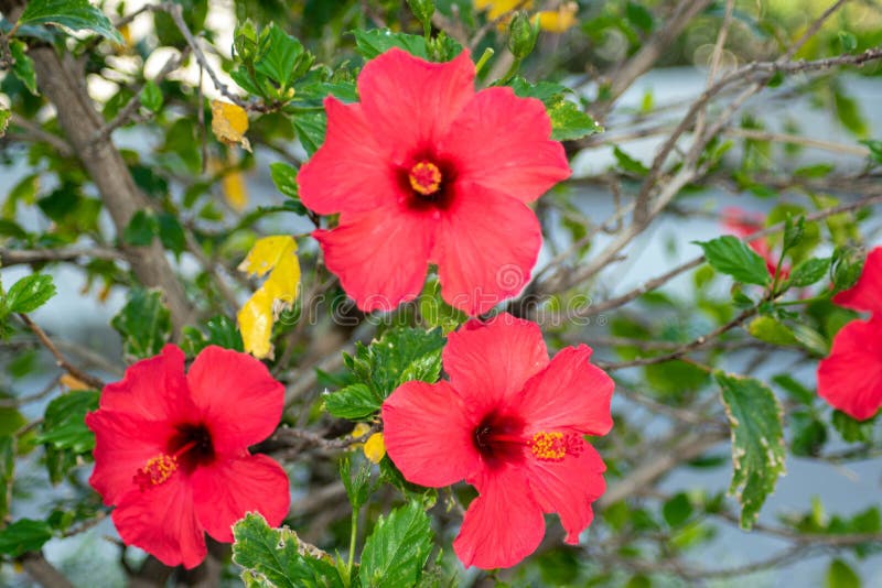 Red Spring Flowers on a Green Bush Stock Photo - Image of nature ...