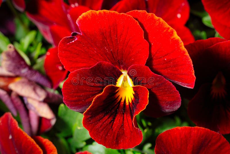 Red Spring Flowers in the Garden Stock Photo - Image of beauty, garden ...