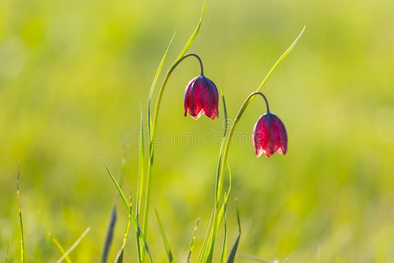 Red Spring Flowers in a Grass Stock Photo - Image of season, grass ...