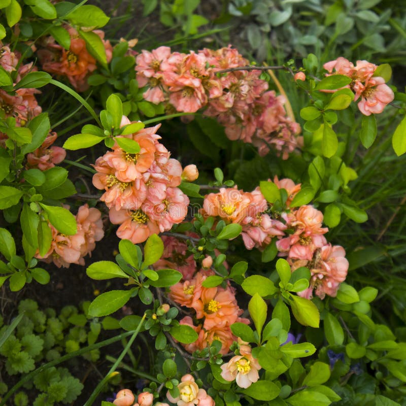 Red Spring Flowers of Japanese Quince Chaenomeles Japonica on Blurred ... Red Spring Flowers of Japanese Quince Chaenomeles Japonica on Blurred ...