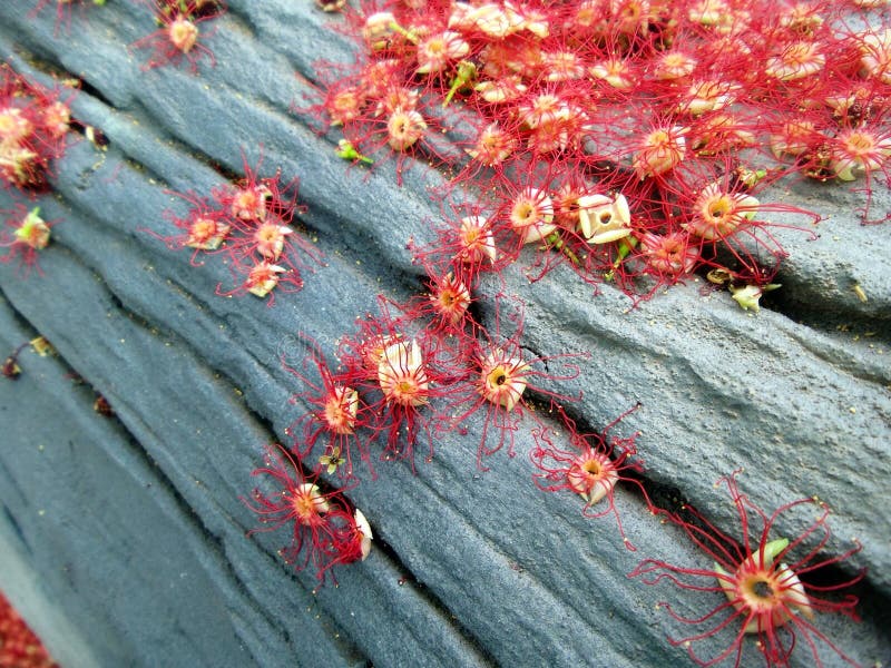 Red spring stock photo. Image of sunlight, meadow, color - 41077850