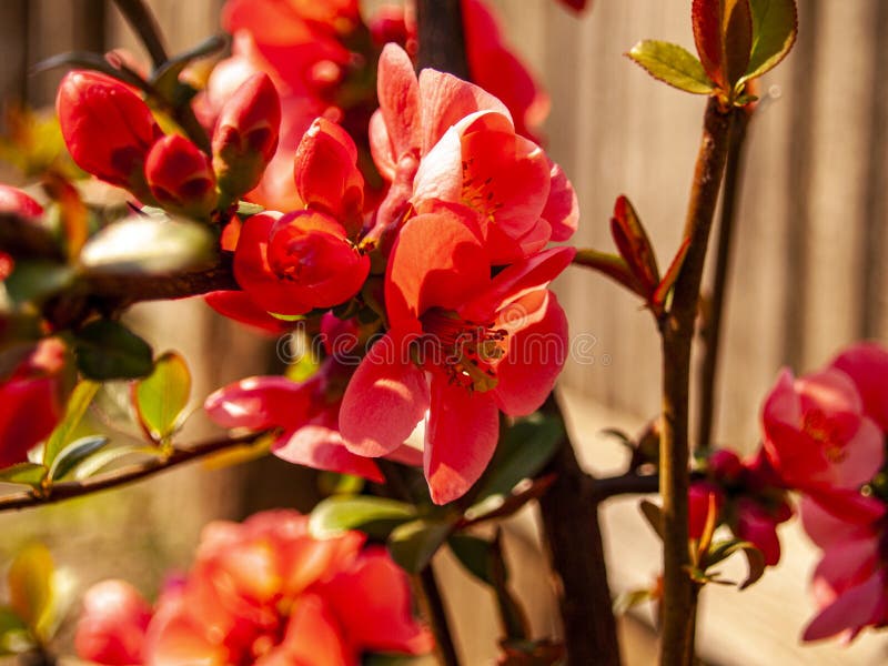 Red spring flowers stock image. Image of floral, petal - 178751515