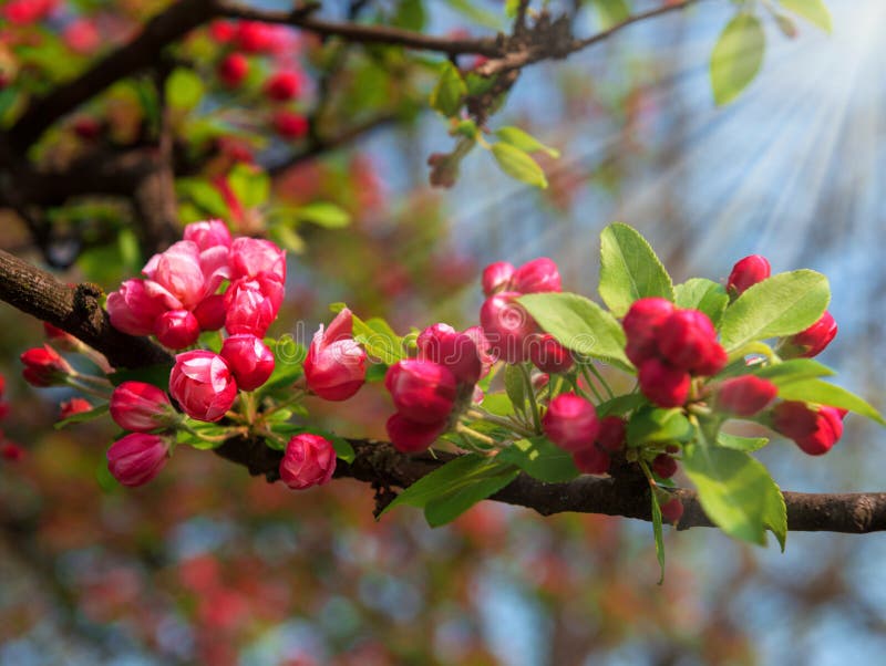 Red spring flowers stock photo. Image of eastern, korea - 39532724