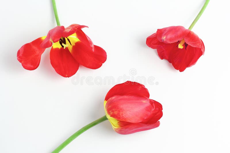 Red Spring Flowers on a White Background. Stock Photo - Image of ...