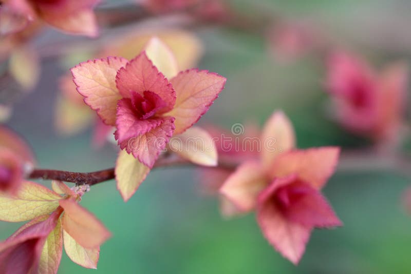 Bright spring tulips stock photo. Image of flower, yellow - 20314388