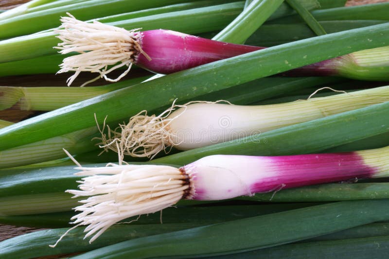 Red spring onions stock photo. Image of cutting, vegetable - 58600132