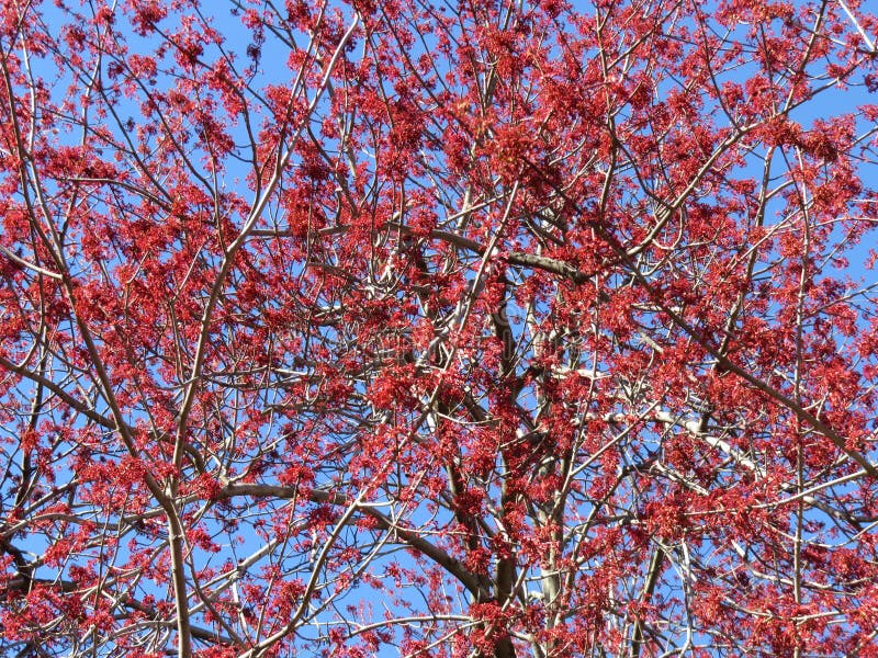 Late March Snow Storm stock photo. Image of washington - 39316642