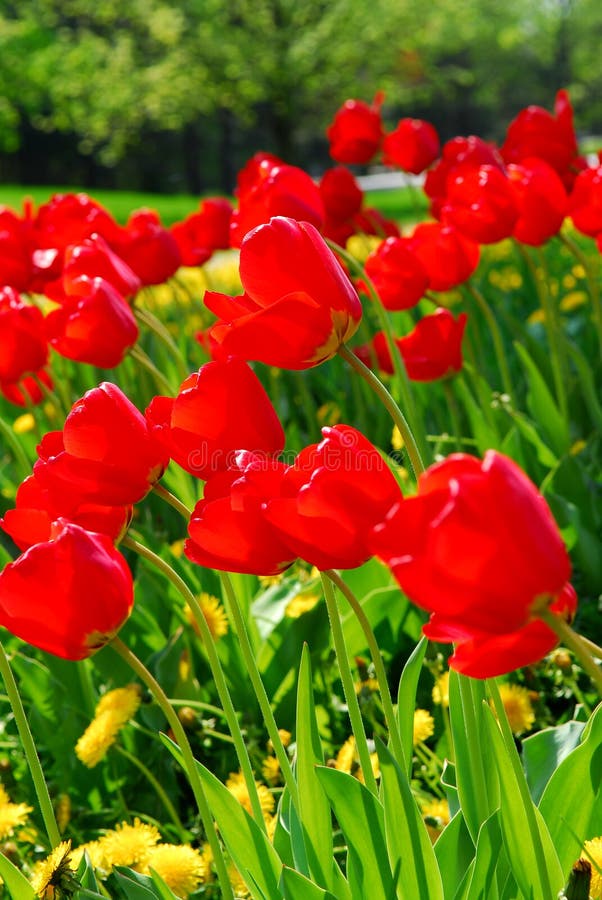 Red tulip stock photo. Image of buxus, bulb, tulip, coloured - 9197232